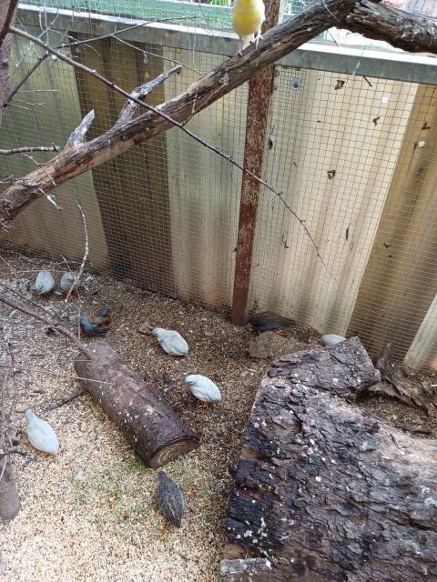 10 Male King Quail | Birds | Gumtree Australia Yarra Ranges - Chum ...
