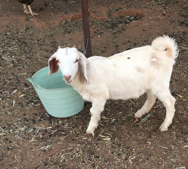 Goat - Male/wethered Kid, bottle fed | Livestock | Gumtree Australia ...