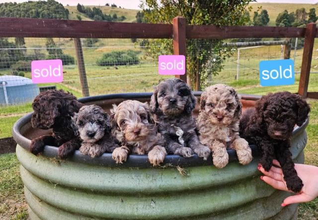 Rare Chocolate Merle/Merle Cavoodle puppies. Ready now | Dogs & Puppies ...