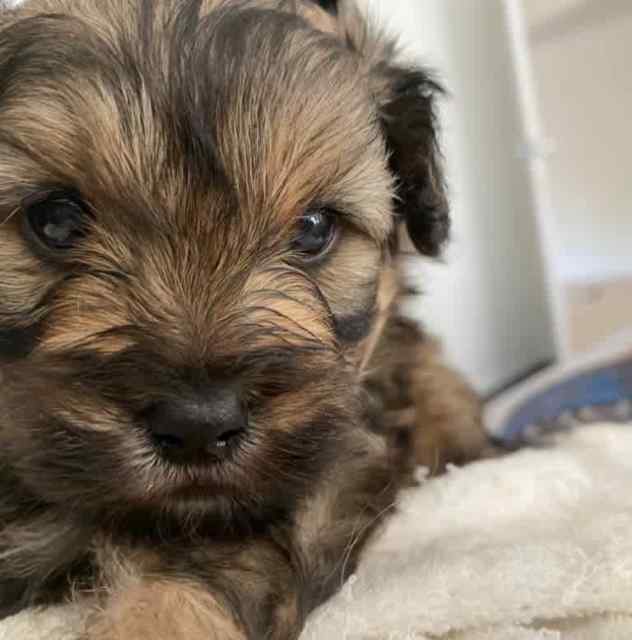 Shmoodle (poodle x shih tzu) puppy boy available | Dogs & Puppies ...