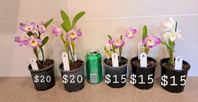 Orchid plants..soft cane dendrobium orchids | Plants | Gumtree ...