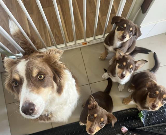 Border Collie x Kelpie Pups Tri Colour | Dogs & Puppies | Gumtree ...