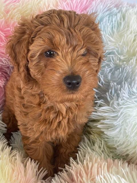 Female ruby cavoodle | Dogs & Puppies | Gumtree Australia Tuggeranong ...