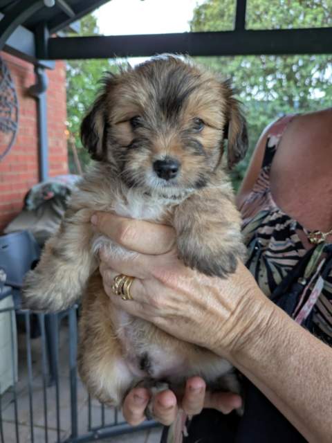 Jackapoo puppies looking for their forever homes | Dogs & Puppies ...