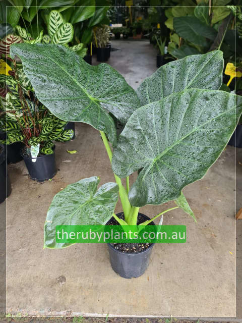 Alocasia regal shield / 80cm tall / 20cm pot / Easy-Breezy Care ...