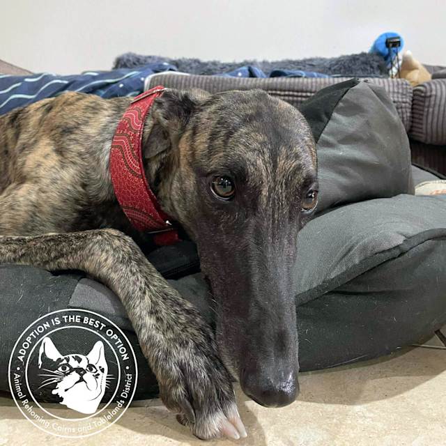 Megs racing name was Little Meg | Dogs & Puppies | Gumtree Australia ...