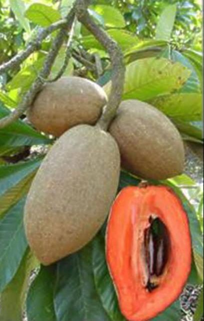 Fruit trees for sale from $20 to $100 - Plants in Northfield SA ...