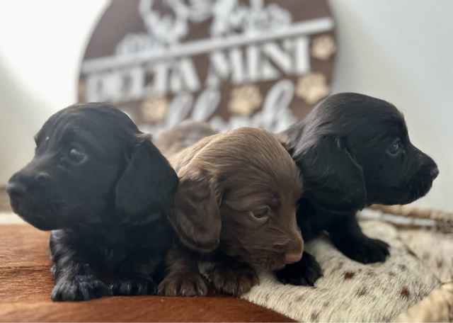 Dachshund Longhair Minis | Dogs & Puppies | Gumtree Australia ...
