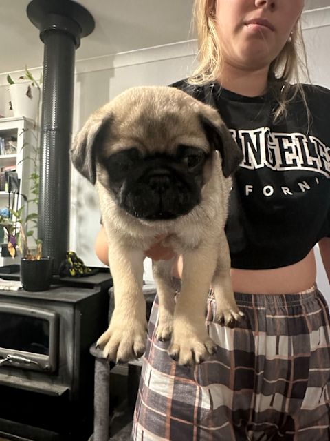 Pure bred pugs fawn | Dogs & Puppies | Gumtree Australia Moorabool Area ...