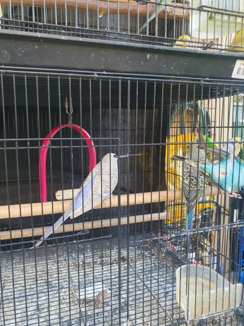 Young budgies | Birds | Gumtree Australia Ipswich City - Brassall ...