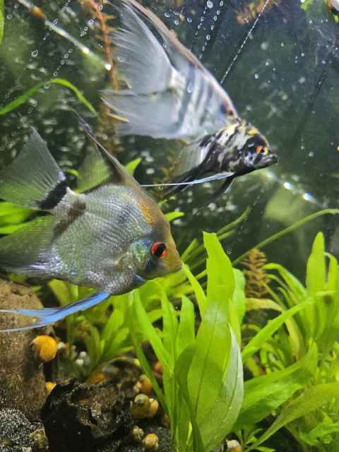 various fishes/angels,barbs,snail,cherry shrimp | Fish | Gumtree ...