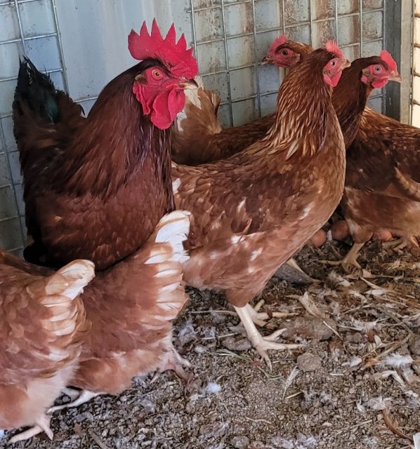 Backyard chickens (Point of lay) First time layers | Livestock ...