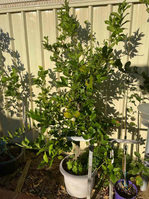 Lemon Trees Lisbon grafted 3-4 years old in tub $250 - Plants in ...