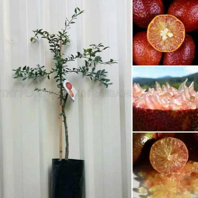 Hybrid Finger Limes AKA Australian Red Centre Blood Limes Plants ...