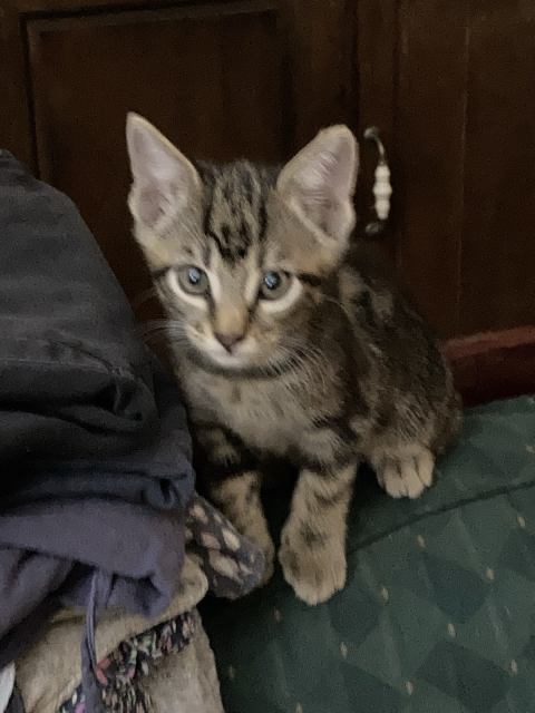 Kittens free 9 weeks | Cats & Kittens | Gumtree Australia Upper Lachlan ...