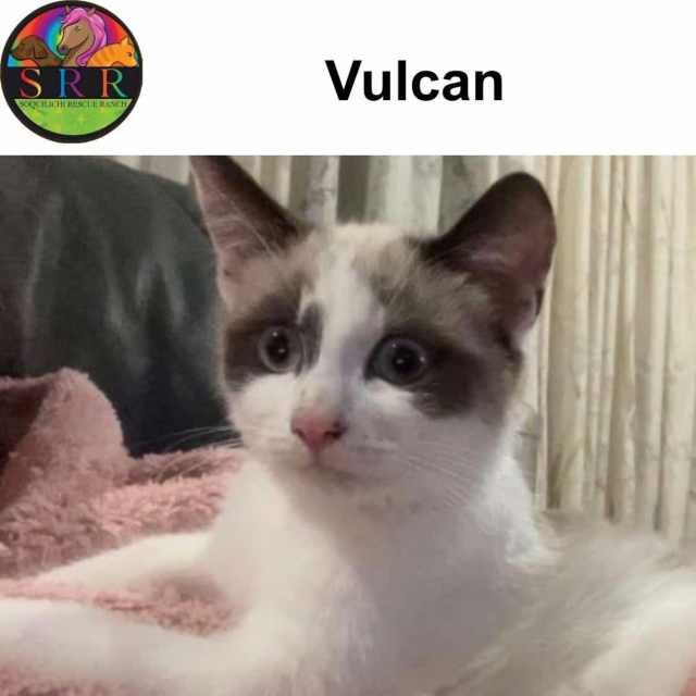 Vulcan - Soquilichi Rescue Ranch | Cats & Kittens | Gumtree Australia ...