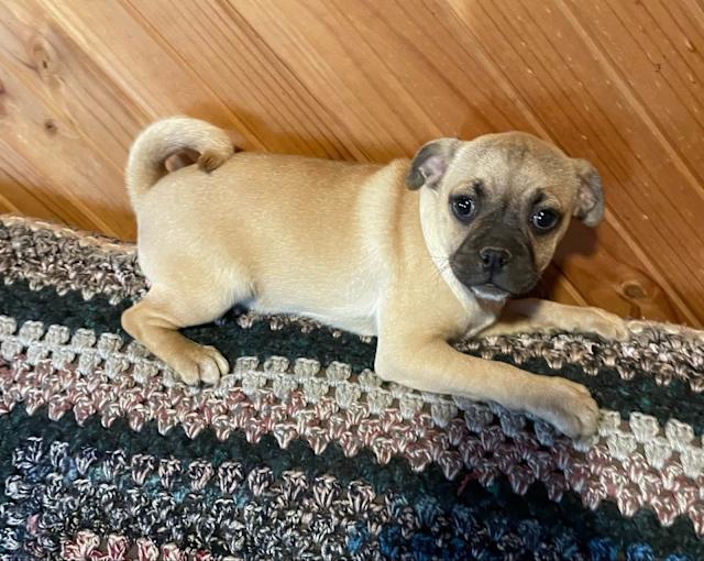 (no messages calls only) - 1 Girl Left - Jug Puppies (Jug X Pug) | Dogs ...