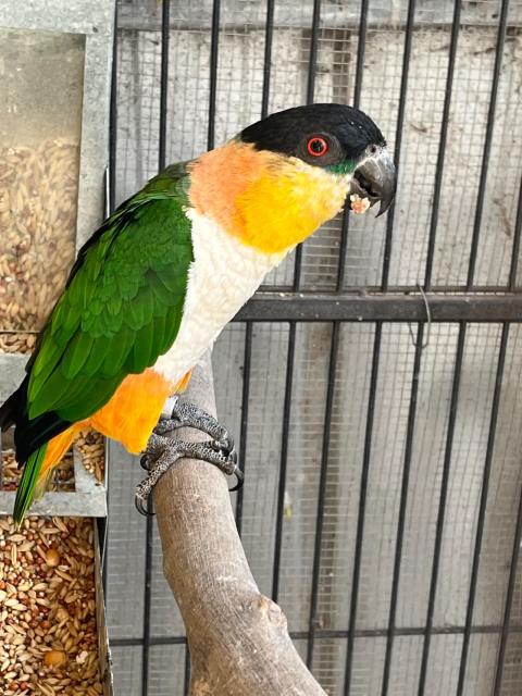 Caique breeding pair | Birds | Gumtree Australia Wyndham Area - Werribee | 1332420466
