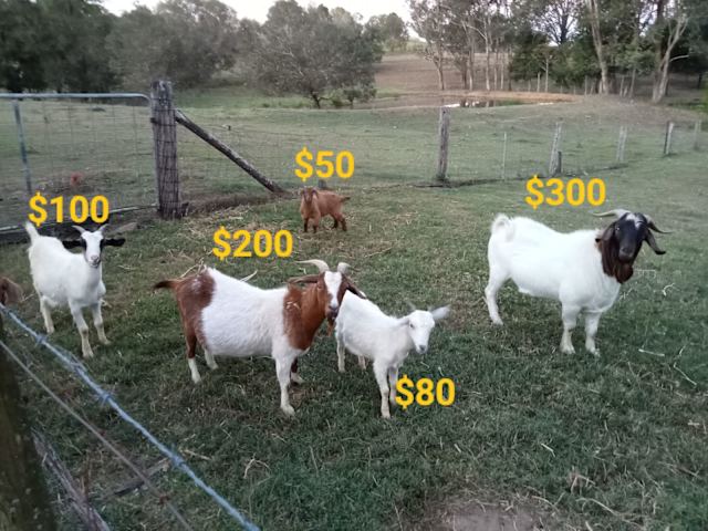 goat herd (read description) | Livestock | Gumtree Australia Ipswich ...