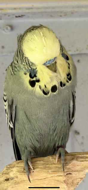 English Budgies | Birds | Gumtree Australia Kyogle Area - Kyogle ...