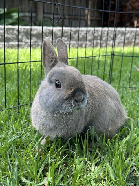 Netherland dwarf male bunny | Rabbits | Gumtree Australia Monash Area ...