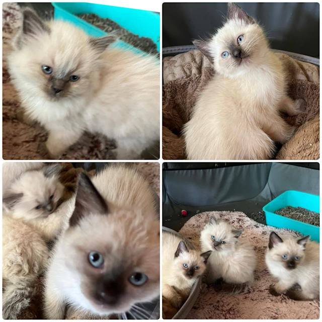 Pure breed Ragdoll kittens | Cats & Kittens | Gumtree Australia Colac ...