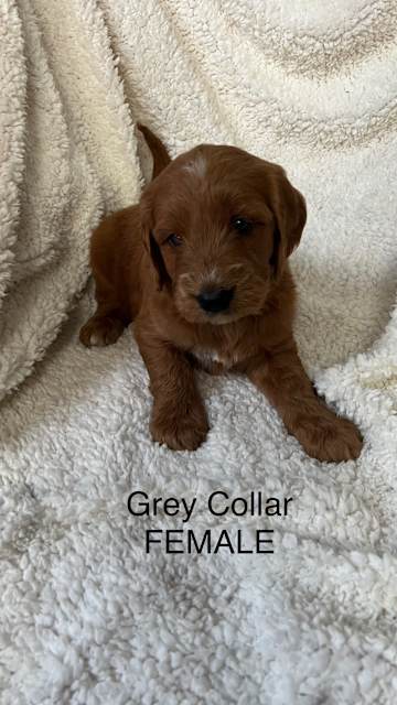 GROODLE F1 PUPPIES | Dogs & Puppies | Gumtree Australia Wakool Area ...