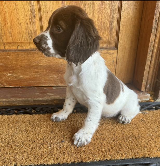 Purebred English Springer Spaniel | Dogs & Puppies | Gumtree Australia ...