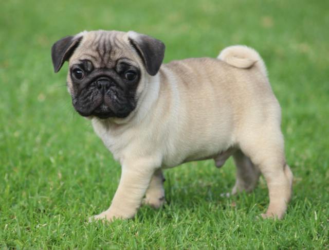 Pug puppies | Dogs & Puppies | Gumtree Australia Penrith Area ...