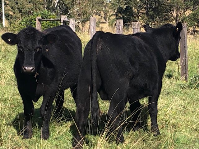 Angus Bull | Livestock | Gumtree Australia Richmond Valley - Casino ...