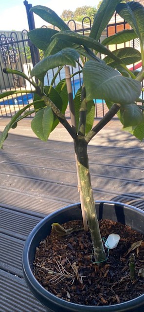 Fruit salad frangipani in pot - Plants in Bassendean WA | Gumtree Australia