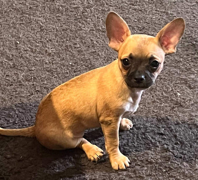 Frenchie x chihuahua | Dogs & Puppies | Gumtree Australia Colac-Otway ...