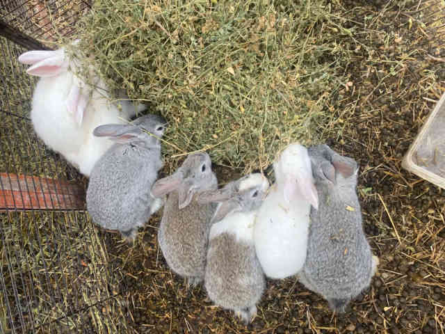 Giant Flemish, cross New Zealand rabbits | Rabbits | Gumtree Australia ...