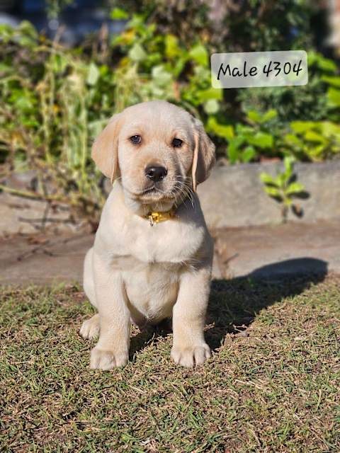 Golden Retriever x Labrador Puppies – DNA Tested Parents, Vet Checked ...