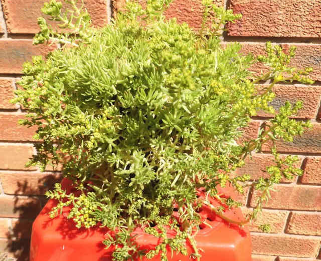Sedum Gold Mound with Flower Buds/Bloom - Plants in Eltham North VIC ...