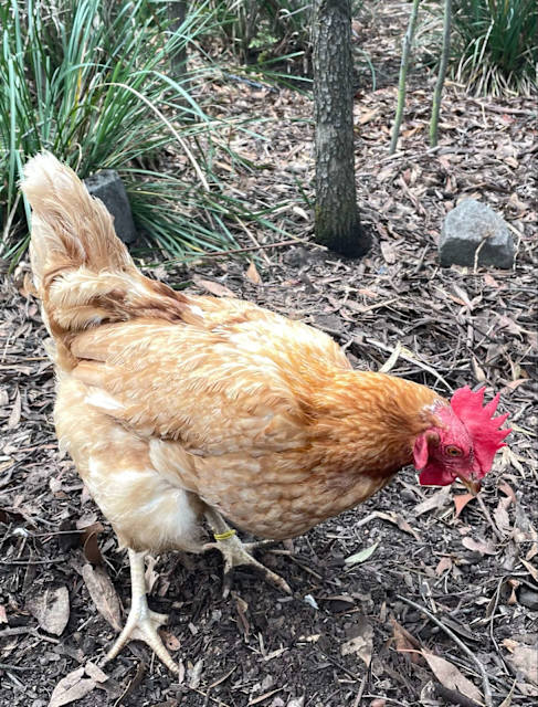 6 Hyline Chickens, 2.5 years old, $15 each | Birds | Gumtree Australia ...