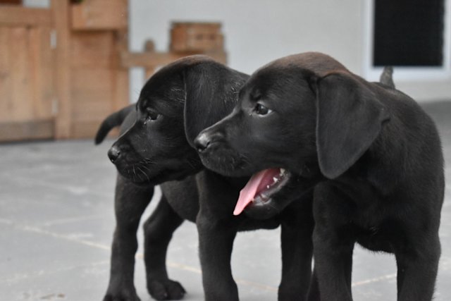 Labrador Cross Puppies - Chocolate and Black | Dogs & Puppies | Gumtree ...