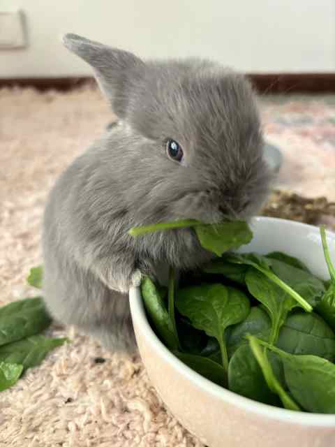 Pure Bred Mini Lop Baby Bunnies | Rabbits | Gumtree Australia Joondalup ...