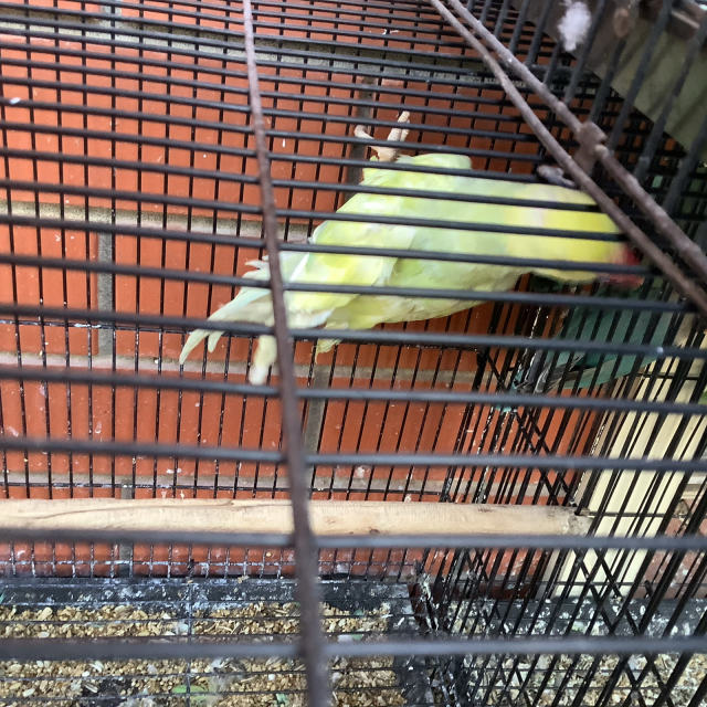 Young birds Budgerigars Lovebirds and Ringneck | Birds | Gumtree ...