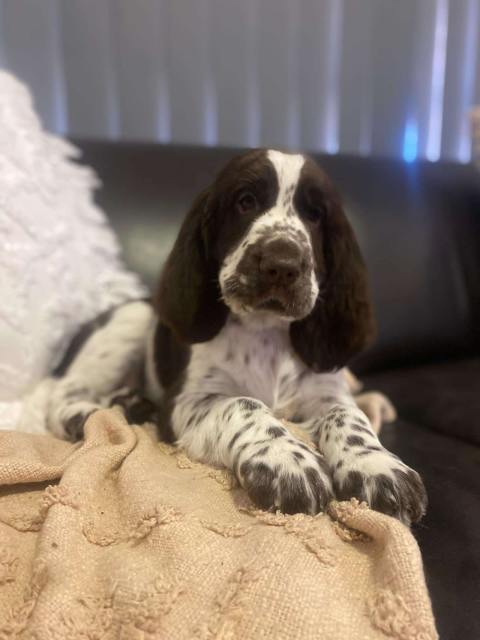 Purebred English Springer Spaniel Puppy for Sale | Dogs & Puppies ...