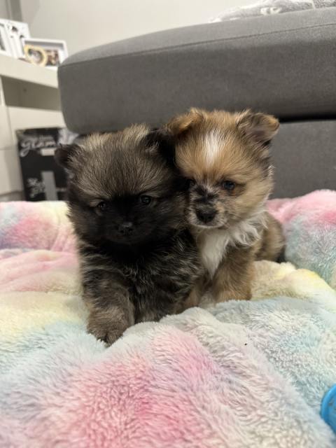 READY NOW Pomeranian Male puppies Wolf Sable & Chocolate Merle | Dogs ...