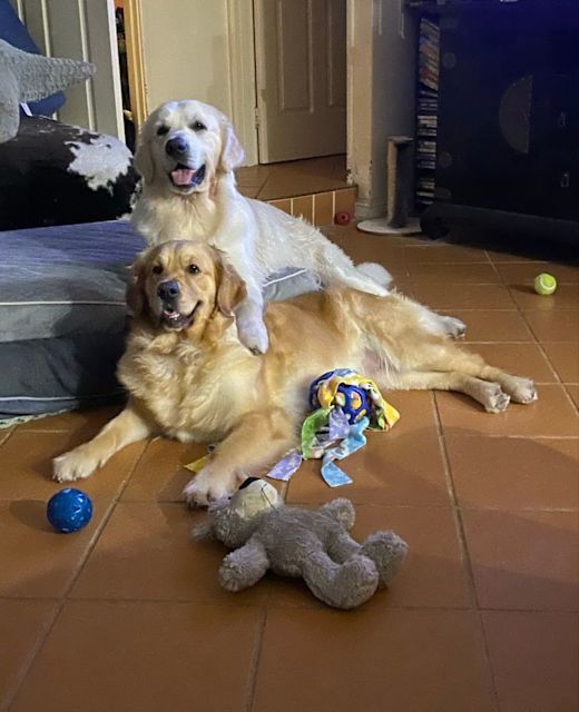 Golden Retriever Puppies | Dogs & Puppies | Gumtree Australia Joondalup ...