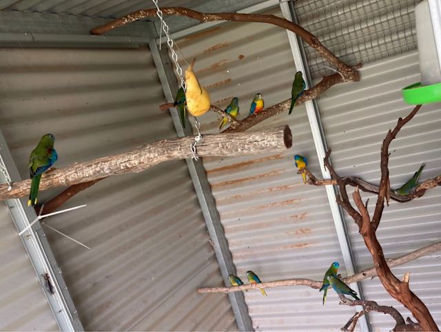 Turk parrots | Birds | Gumtree Australia Dalwallinu Area - Dalwallinu ...