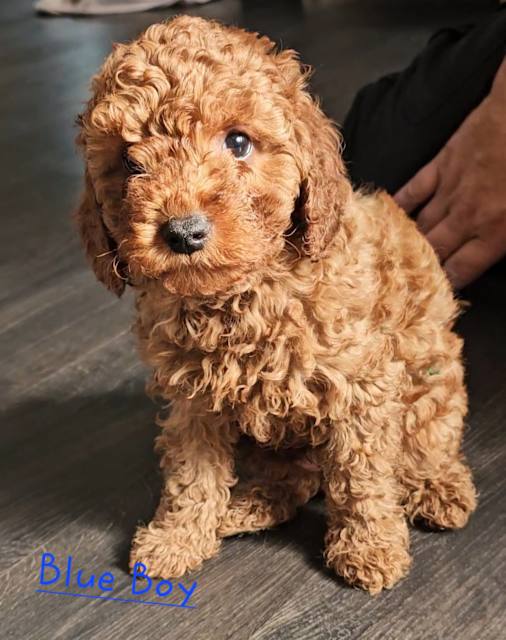 Adorable Ruby Red F2 Cavoodles Ready for Their Forever Homes! | Dogs ...