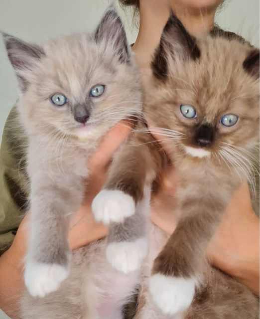 Purebred Mink Ragdoll Kittens | Cats & Kittens | Gumtree Australia ...