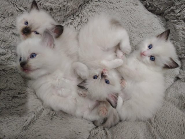 Pure breed ragdoll kittens | Cats & Kittens | Gumtree Australia ...