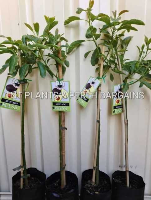 Grafted Avocado Fruit Trees From $60 - Plants in Landsdale WA | Gumtree ...