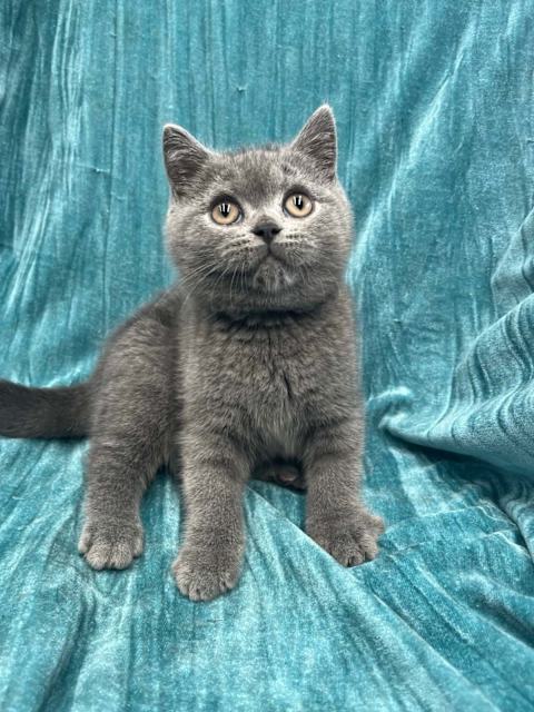 Pedigree British Shorthair kittens ANCATS PAPERS All vet work done | Cats & Kittens | Gumtree ...