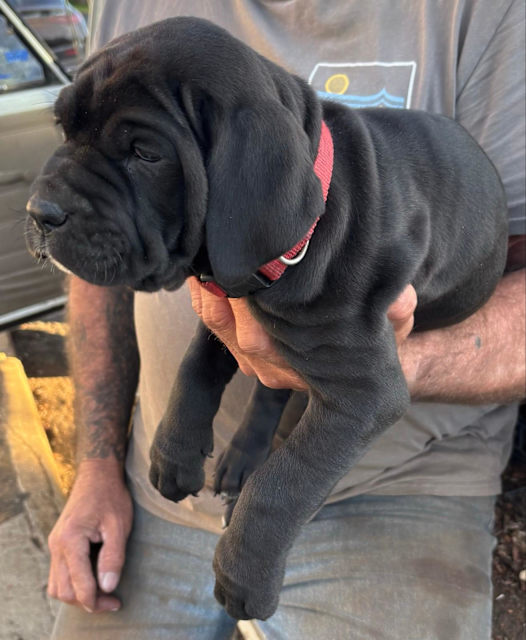 Neo mastiff pups | Dogs & Puppies | Gumtree Australia Dubbo Area ...