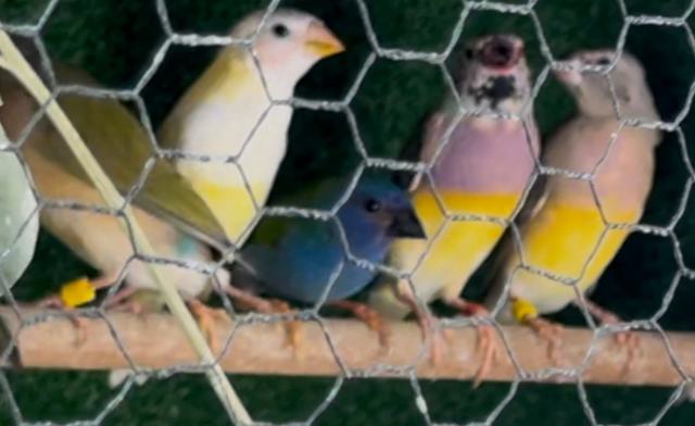 Finches Gouldian Tri Coloured Parrot, Pied Ruddy Outdoor aviary raised ...